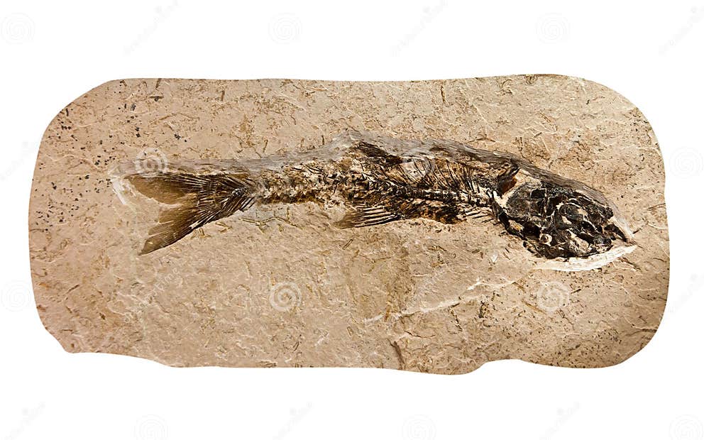 Fossilized Skeletal Remains of Fish Stock Photo - Image of stone ...