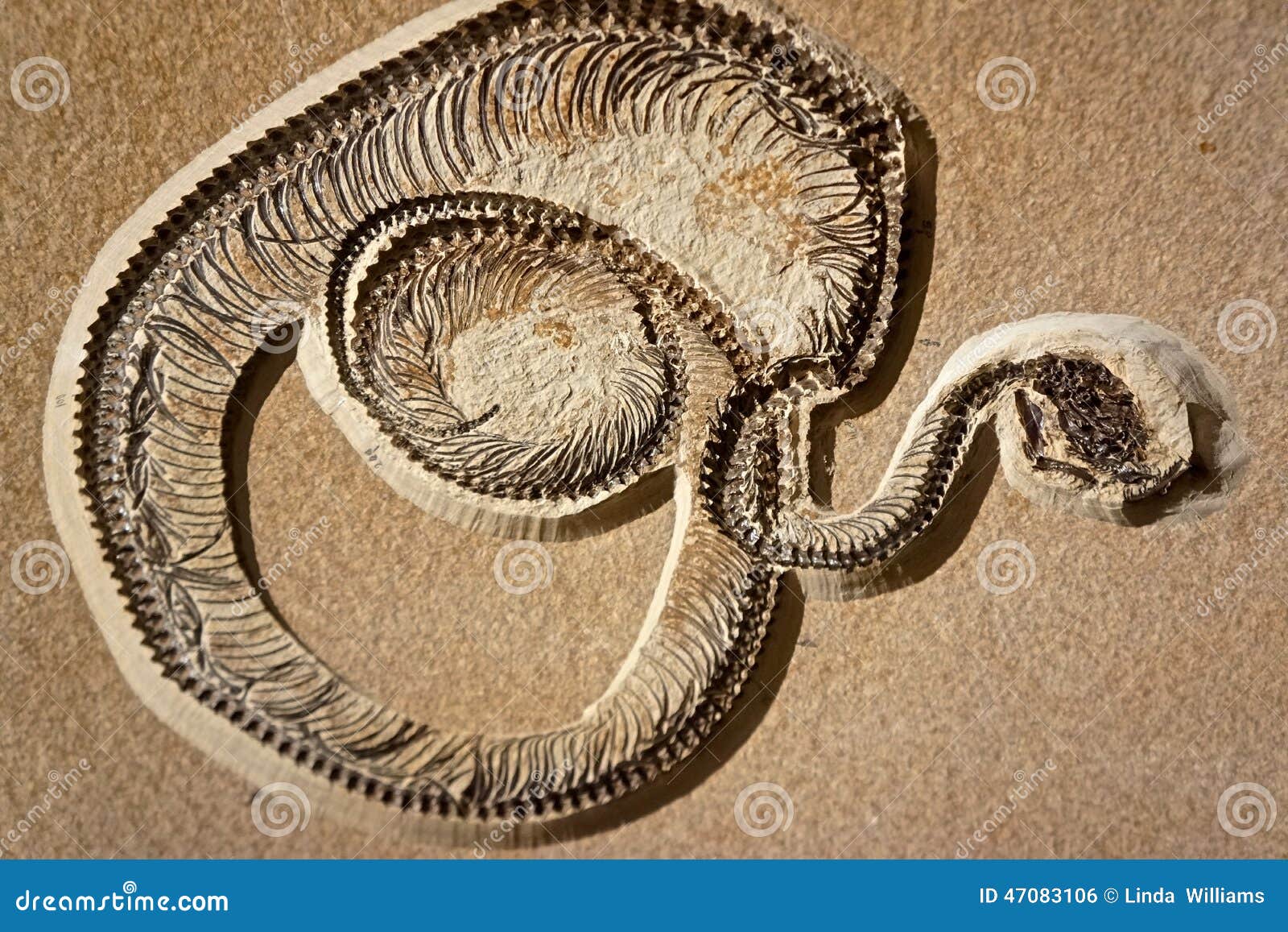 Fossilized Snake Coiled in Death Stock Photo - Image of coil, species ...