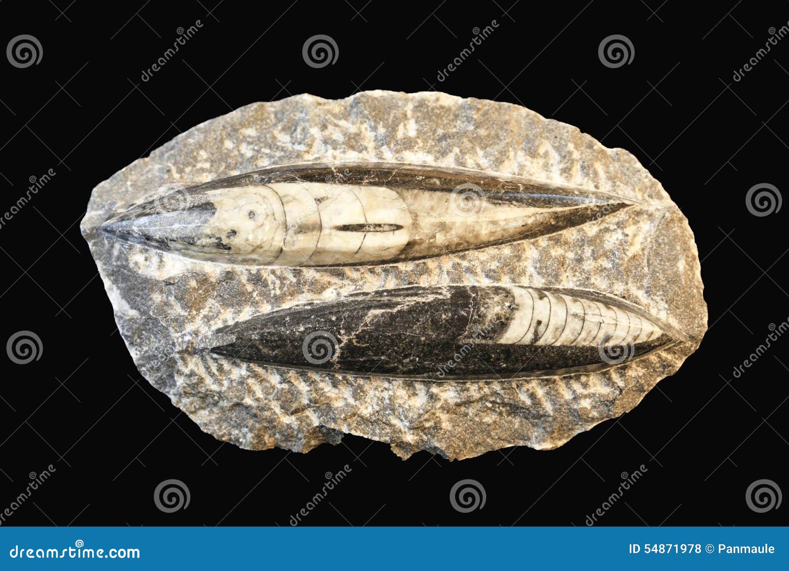 Fossilized squid stock photo. Image of geological, rock - 54871978