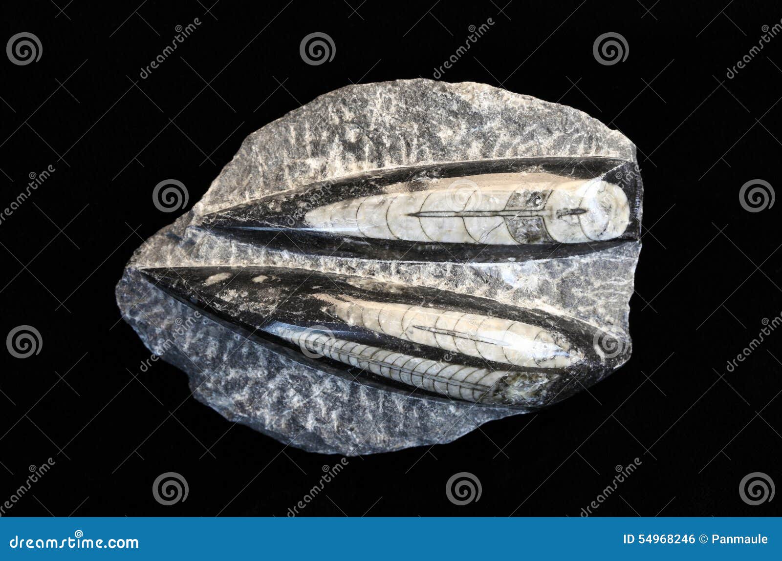 Prehistoric Cephalopods. Octopus Or Squid Fossils Stock Image ...