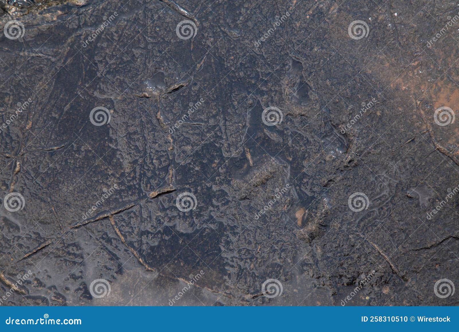 Fossilized Stone with Prehistoric Dinosaur Footprints in Lesotho Africa ...