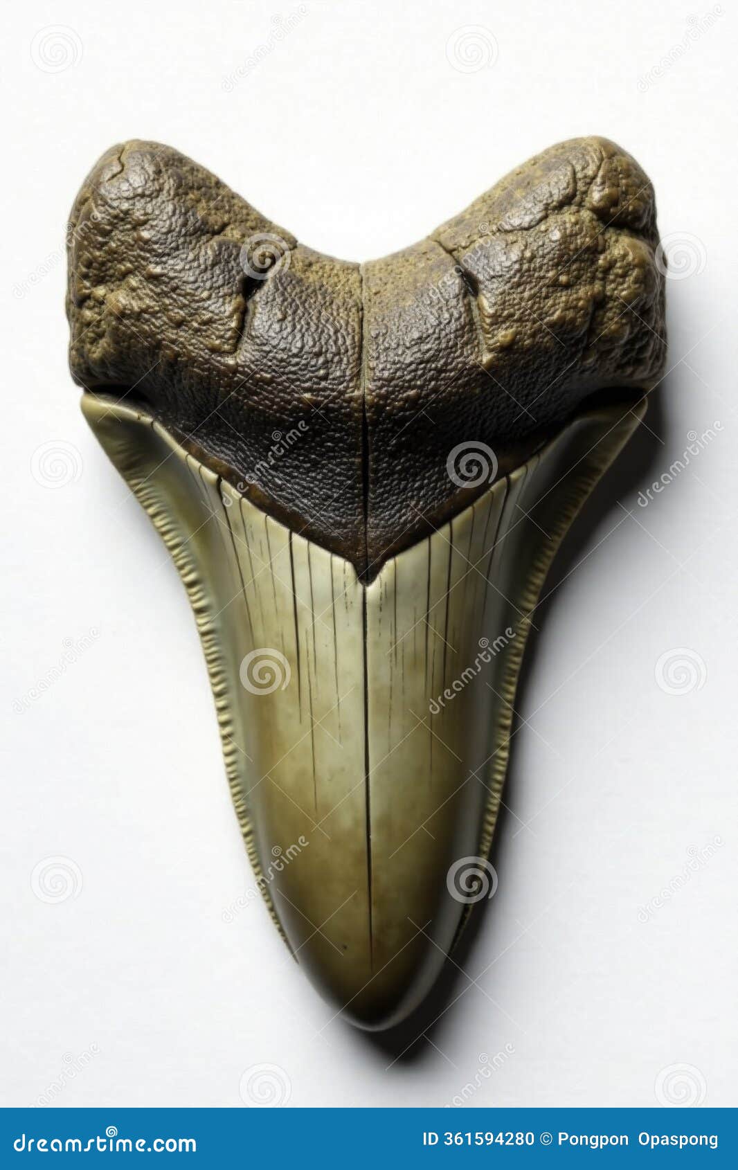 Fossilized Tooth with Sharp Point on White Background, Dinosaur, White ...