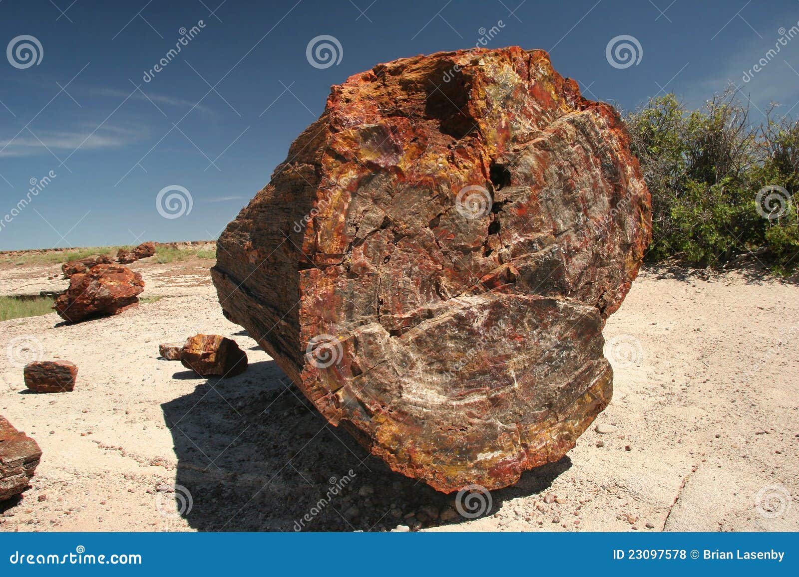 Fossilized Tree - Petrified Forest National Park Stock Photo - Image of ...