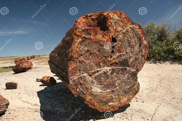 Fossilized Tree - Petrified Forest National Park Stock Photo - Image of ...