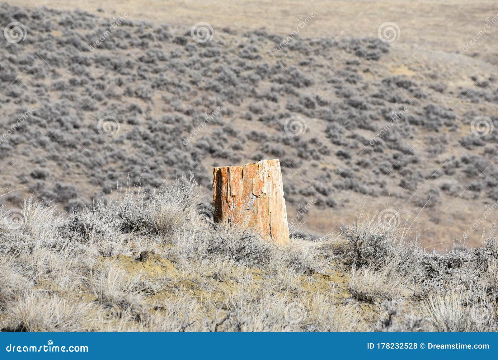A Fossilized Tree Stump in Wyoming Stock Photo - Image of petrified ...