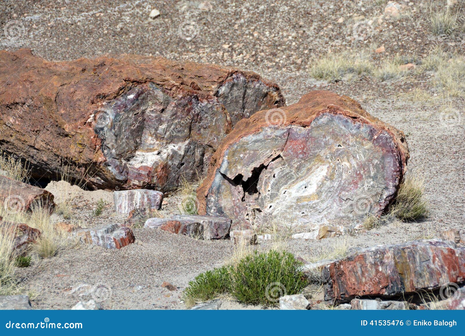 Fossilized Tree Trunks That Had Holes In Them Because They Were Aging