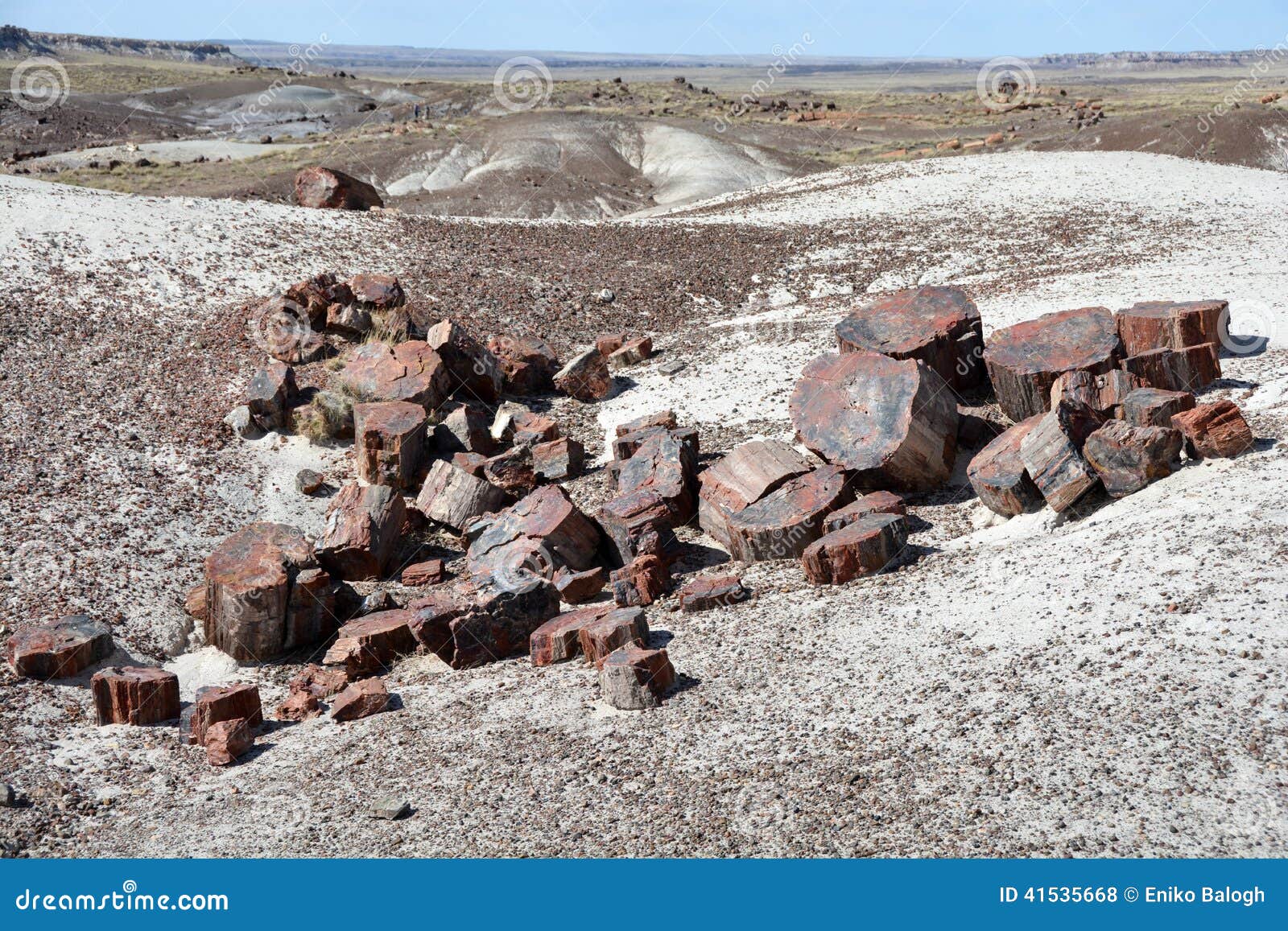 Fossilized Tree Trunks from the Triassic Period Stock Photo - Image of ...