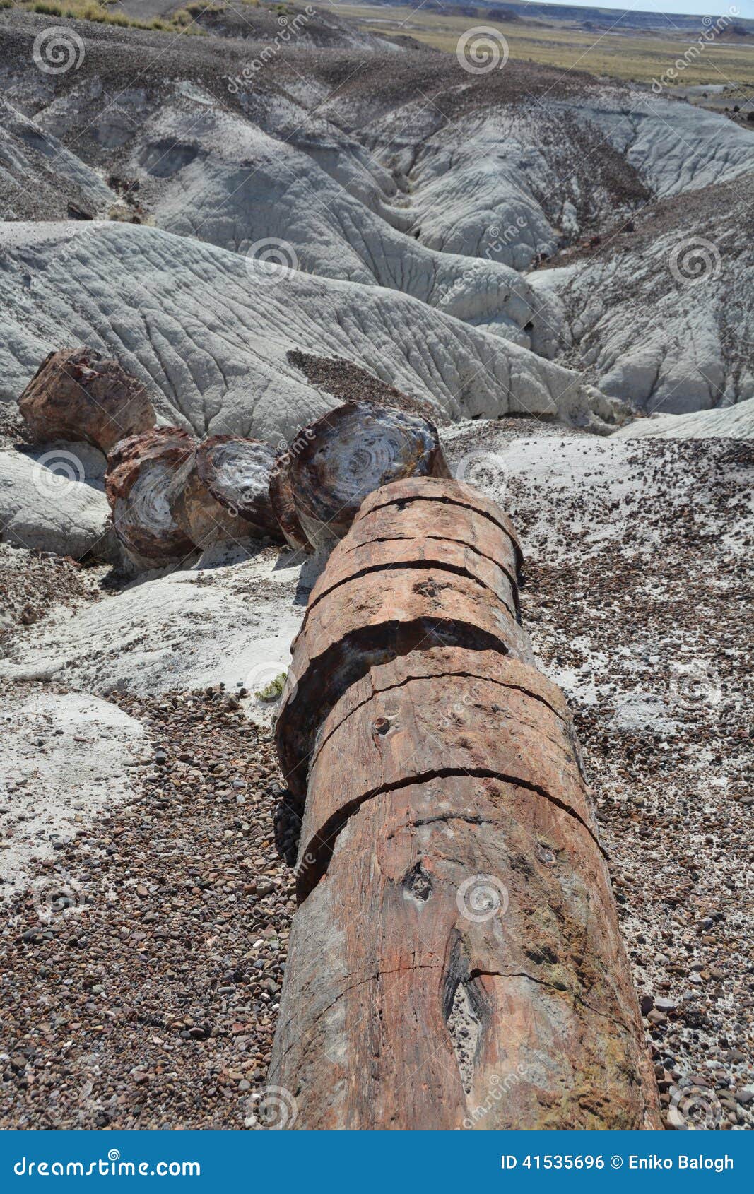 Fossilized Tree Trunks from the Triassic Period Stock Photo - Image of ...