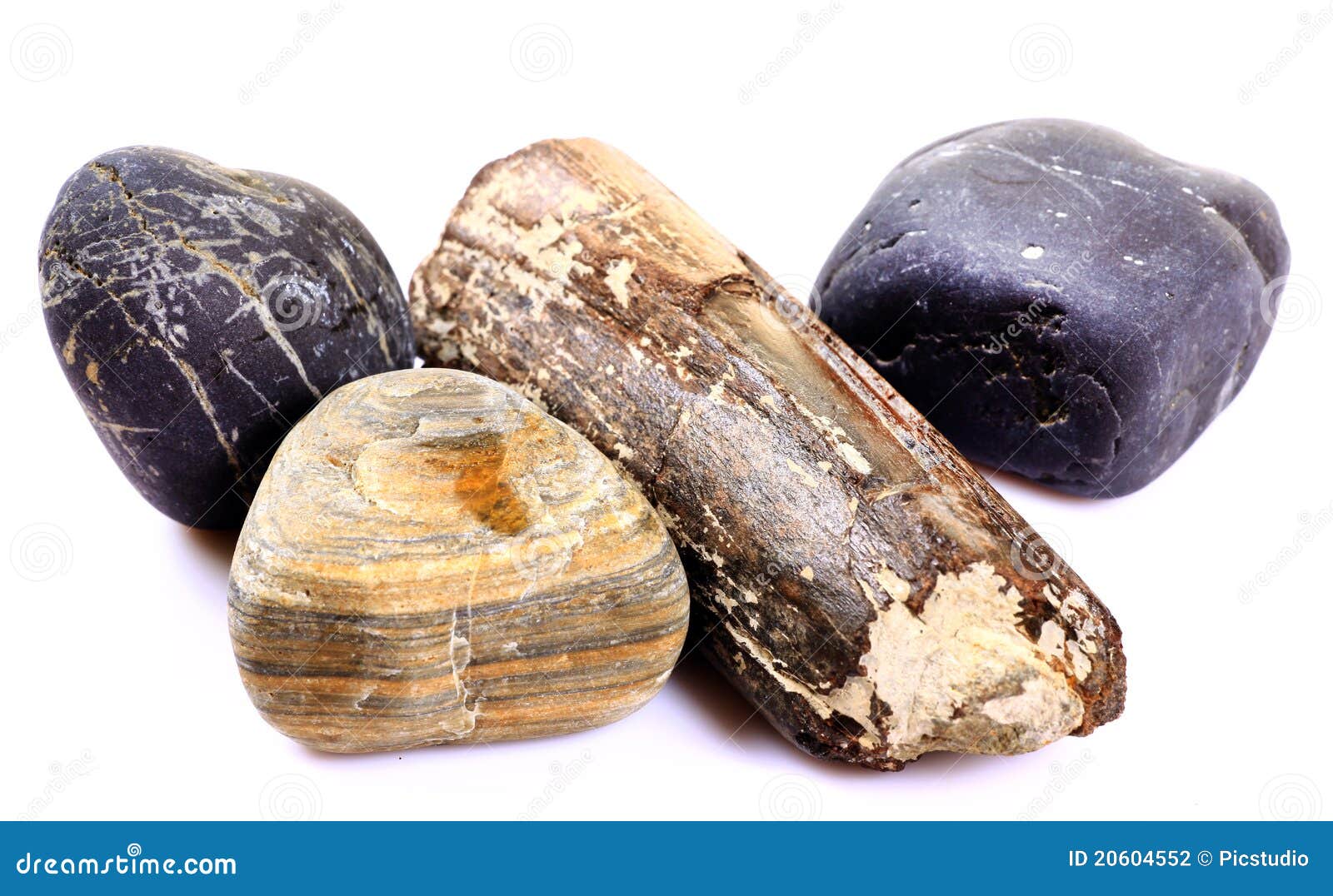 Fossill and rocks stock photo. Image of rock, fossilised - 20604552