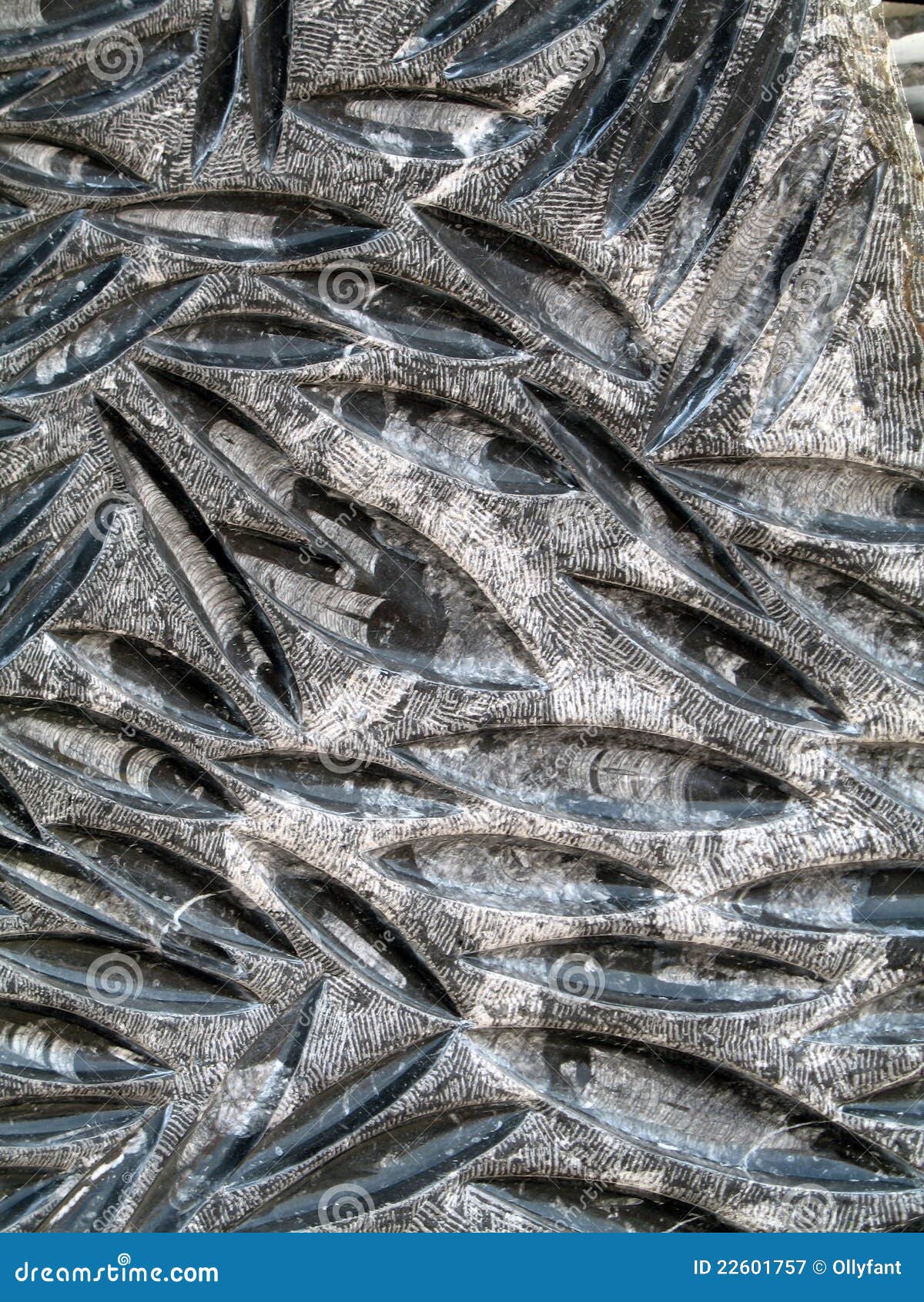 Fossils stock image. Image of polish, fossil, structure - 22601757