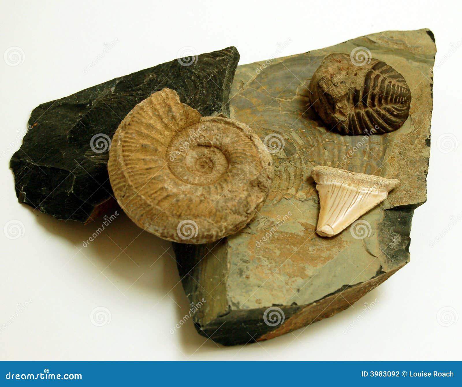 Fossils stock photo. Image of fossils, marine, archeology - 3983092