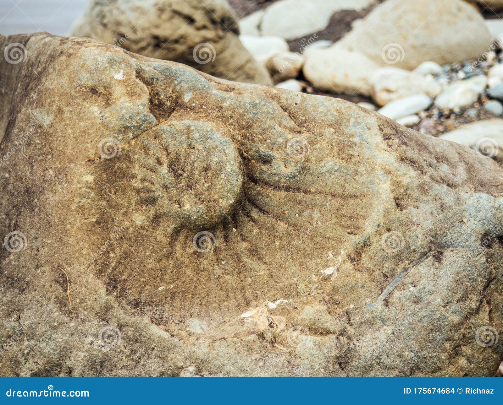 Fossils of Ammonites, Extinct Cephalopods. Traces of Shell in the Stone ...