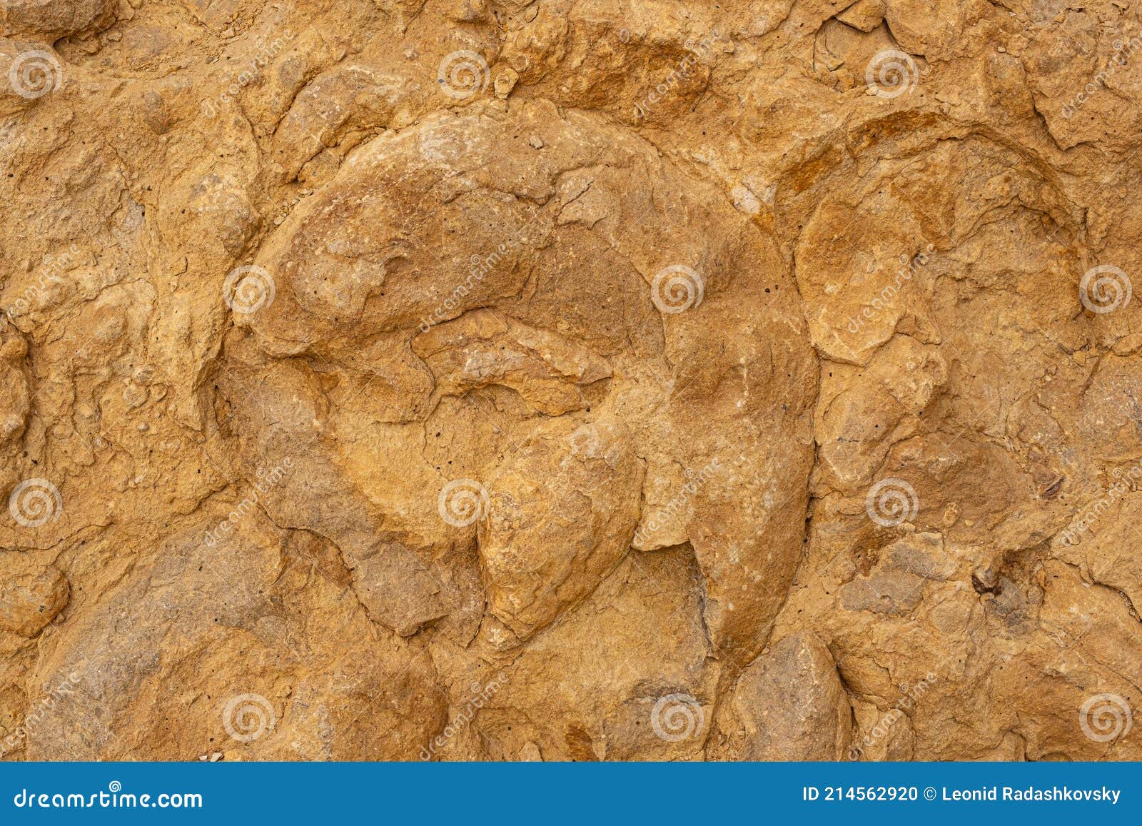 Fossils of Ammonites in the Ammonites Wall in Ramon Crater, Israel ...