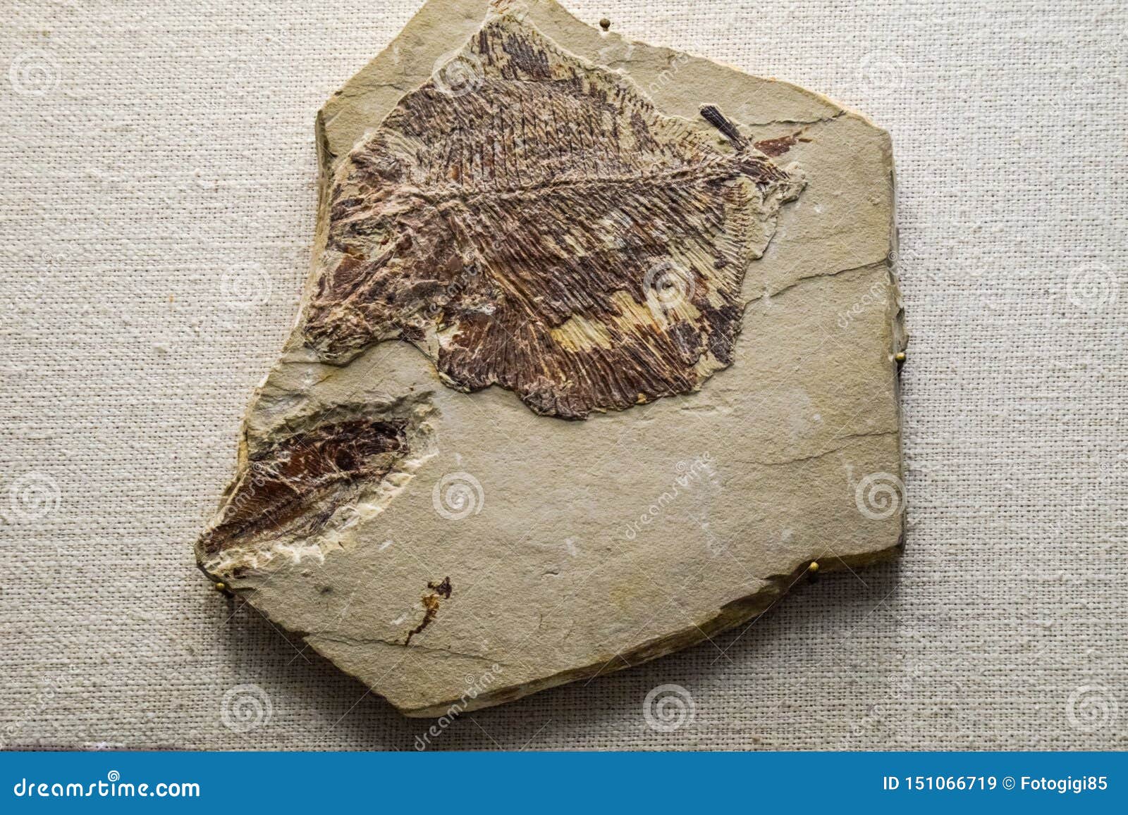 Fossils of ancient fish editorial stock image. Image of bones - 151066719