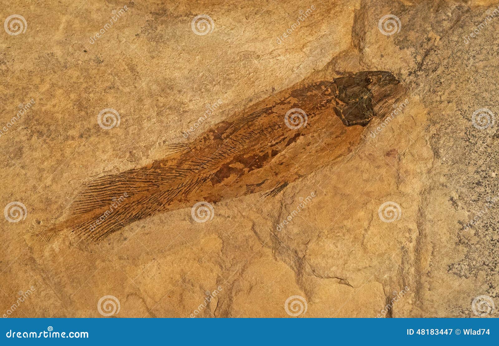 Fossils of Ancient Fish in the Rock Stock Image - Image of spine ...