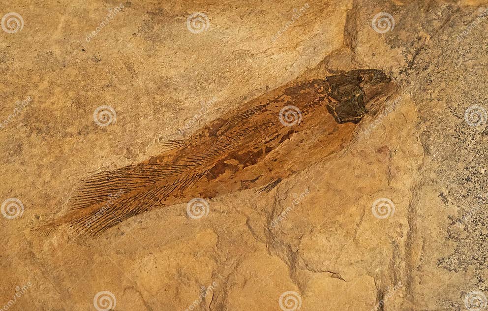 Fossils of Ancient Fish in the Rock Stock Image - Image of spine ...