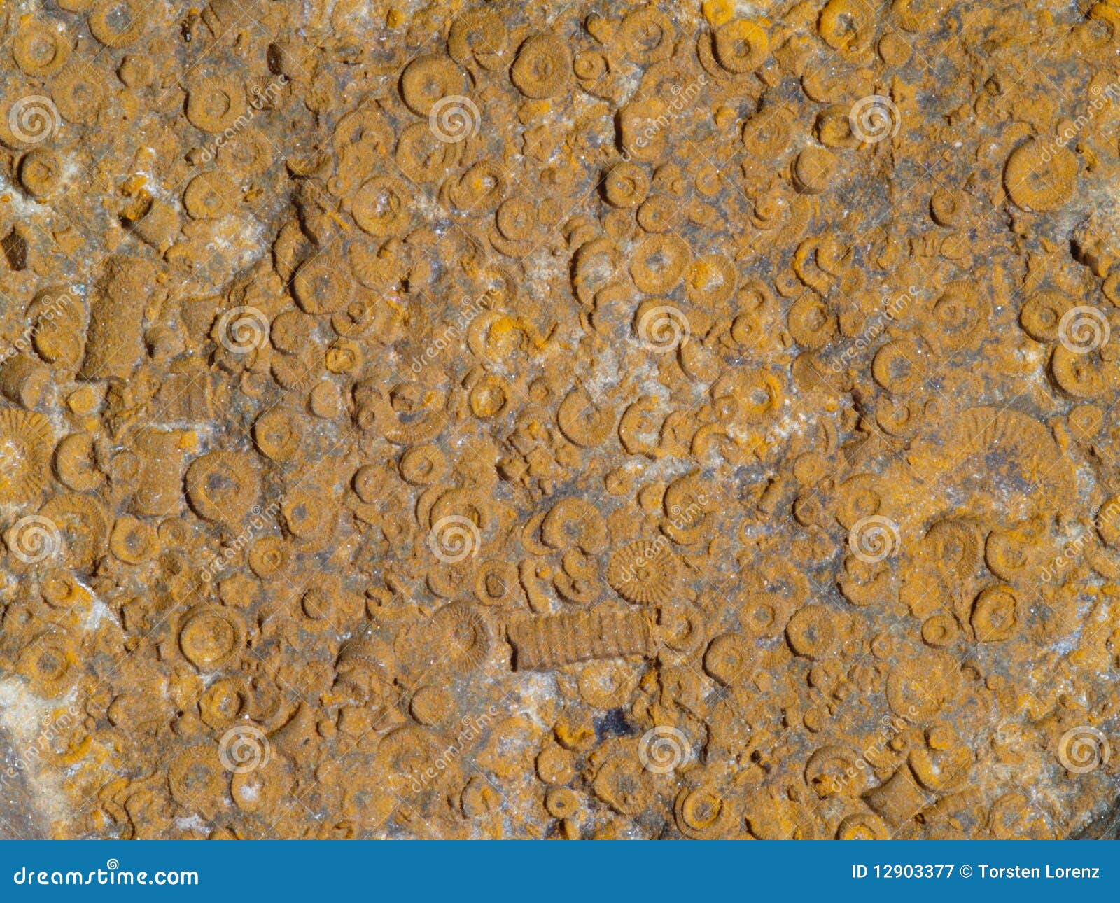 Fossils background stock image. Image of history, fossil - 12903377
