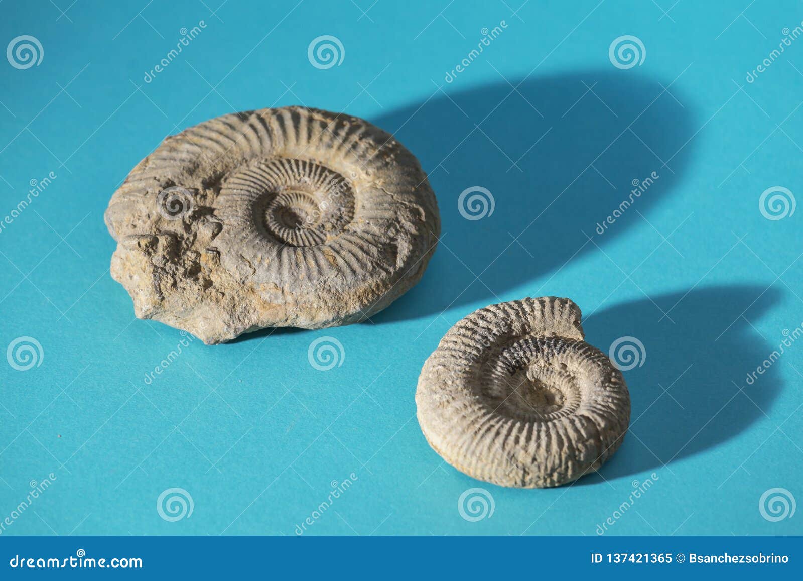Fossils on blue stock image. Image of textured, fossil - 137421365