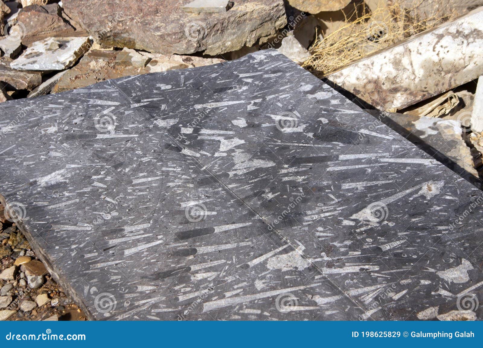 Fossils Captured in Marble, Erfoud, Morocco Stock Image - Image of ...