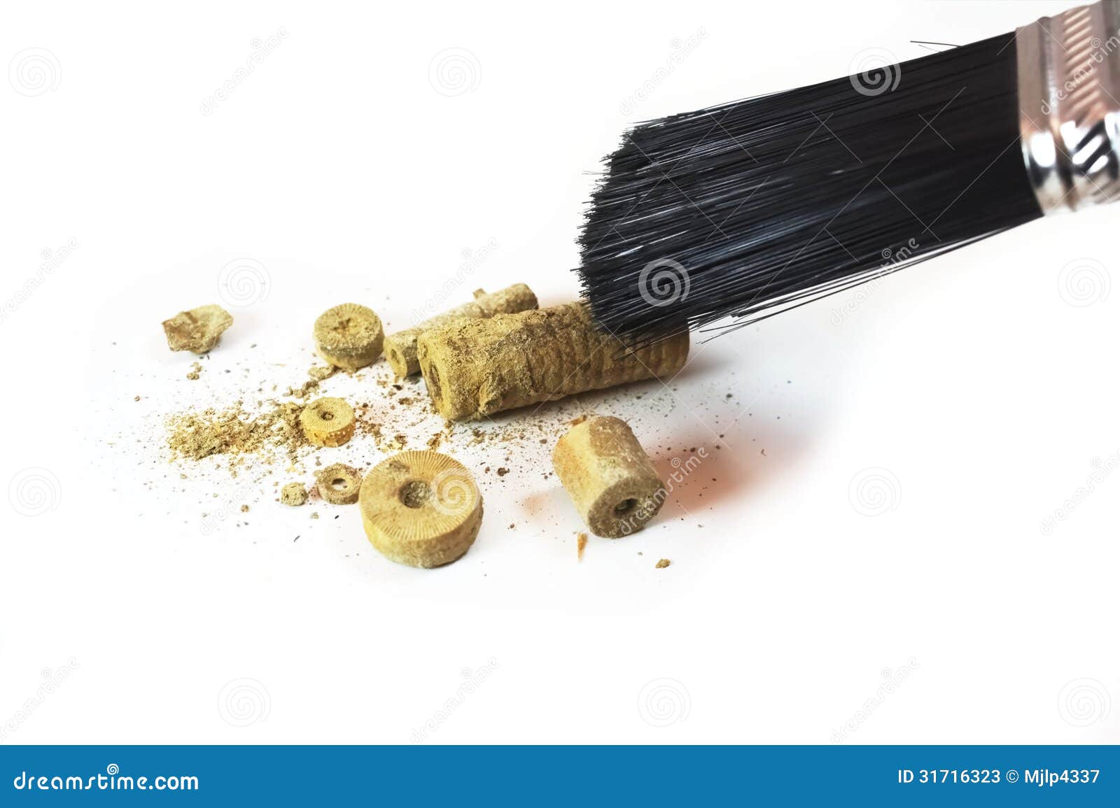 Fossils stock image. Image of closeup, excavate, extinct - 31716323