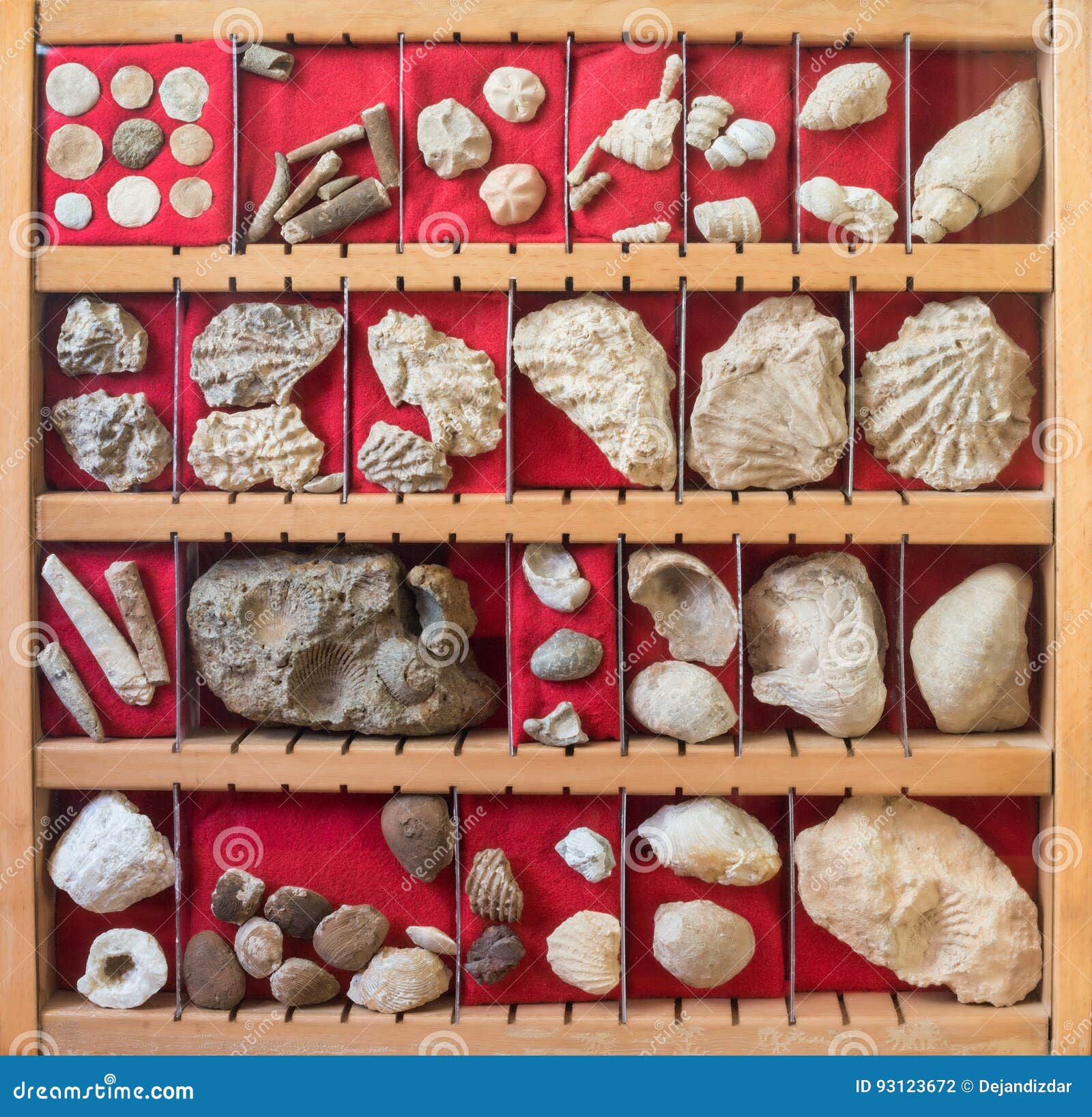 Fossils collection stock photo. Image of numullites, evolution - 93123672