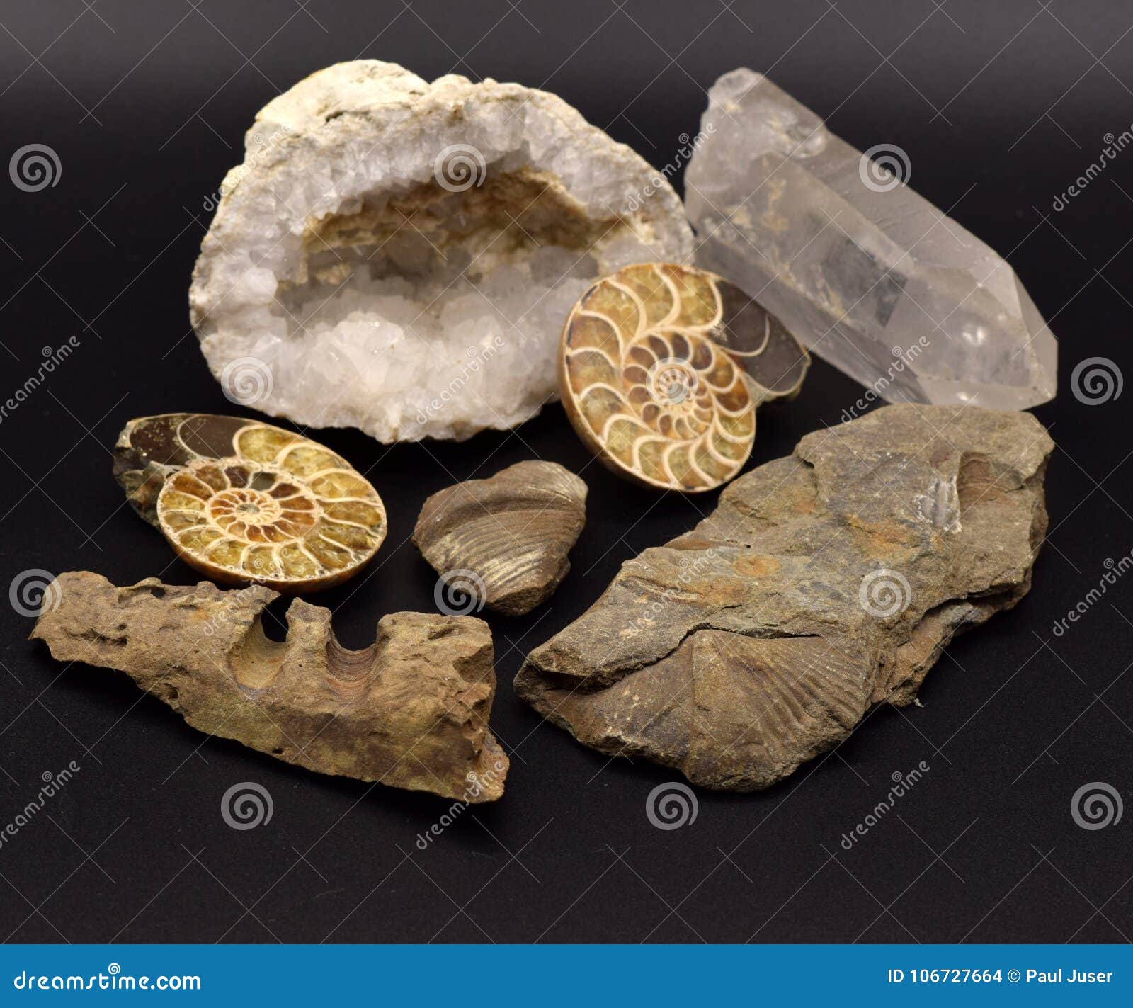 Fossils Of Ammonites In The Ammonites Wall In Ramon Crater, Israel ...