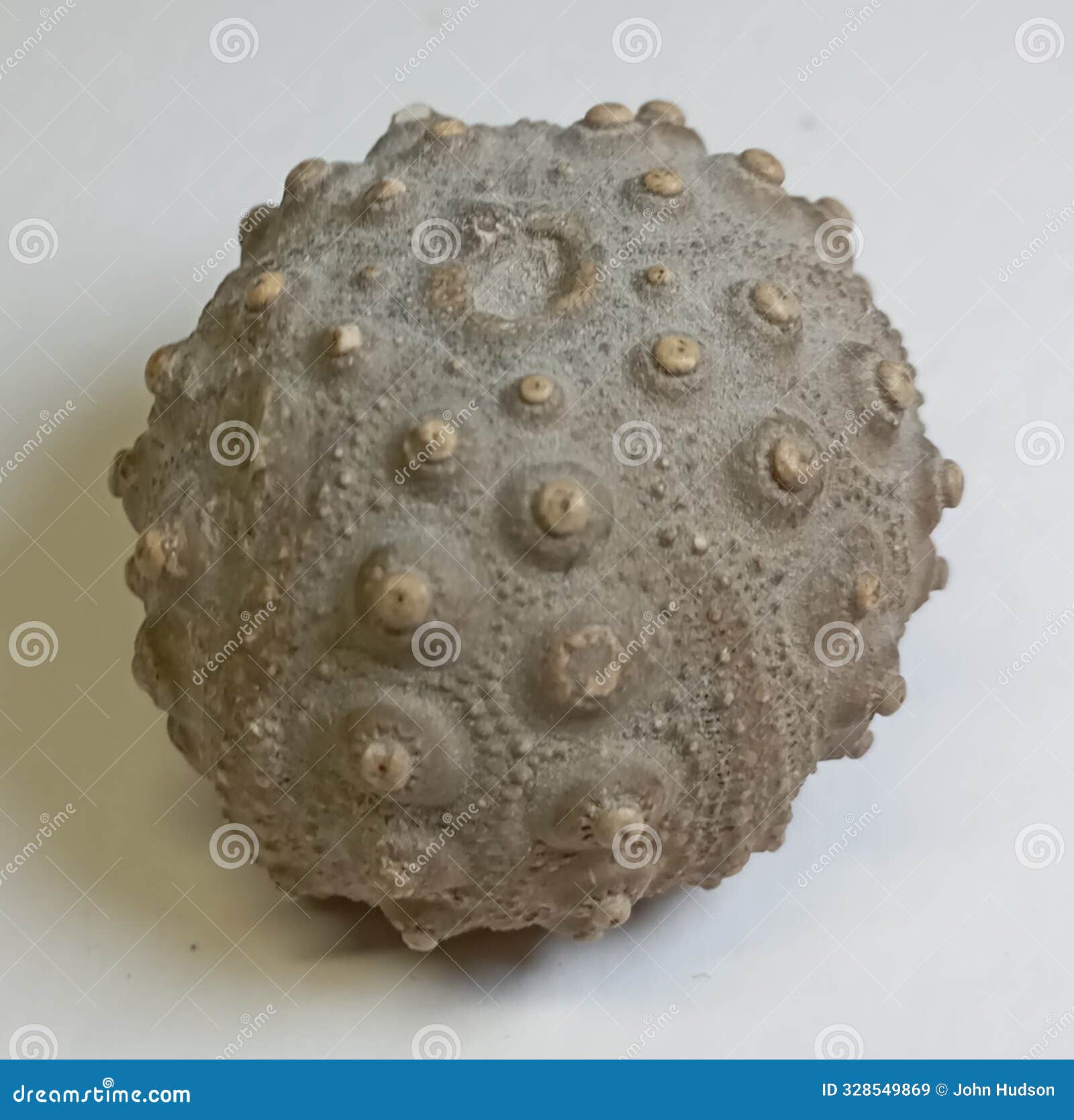 Fossil Sea Urchin, Otherwise Known As a Echinoid Stock Image - Image of ...