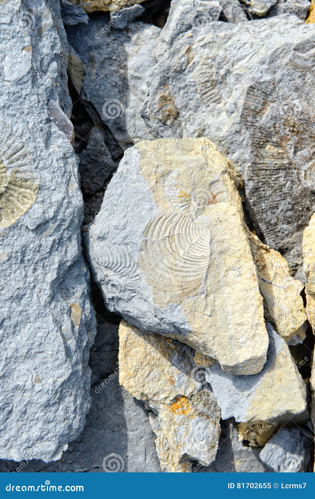 Fossils Like Shells And Ammonites. Stock Photo | CartoonDealer.com ...