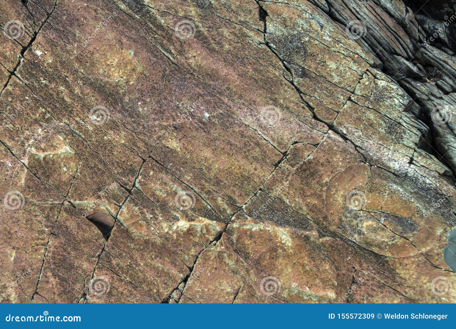 Fossils at Mistaken Point, Newfoundland Stock Image - Image of imprint ...