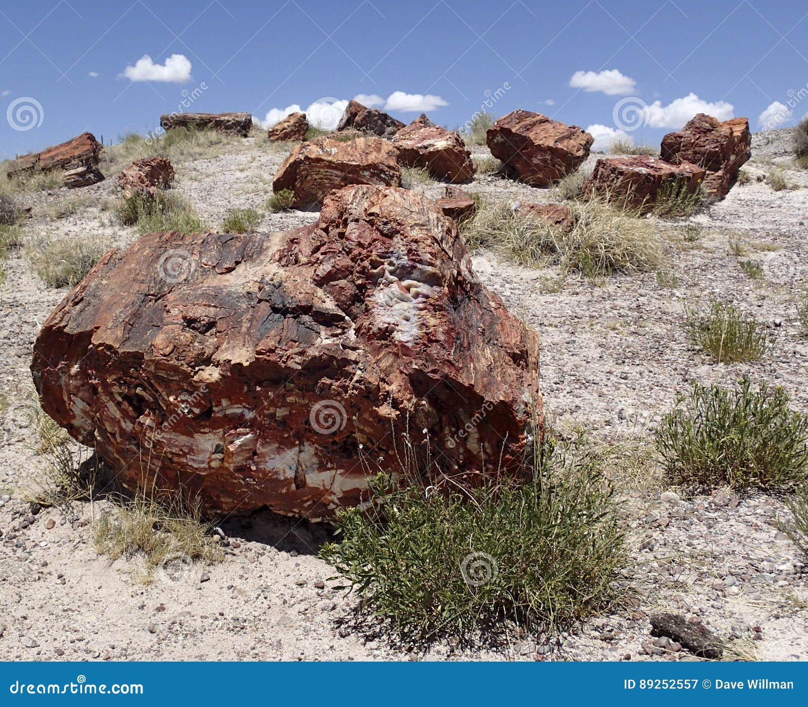 Fossils from the Petrified Wood Forest Stock Image - Image of wood ...