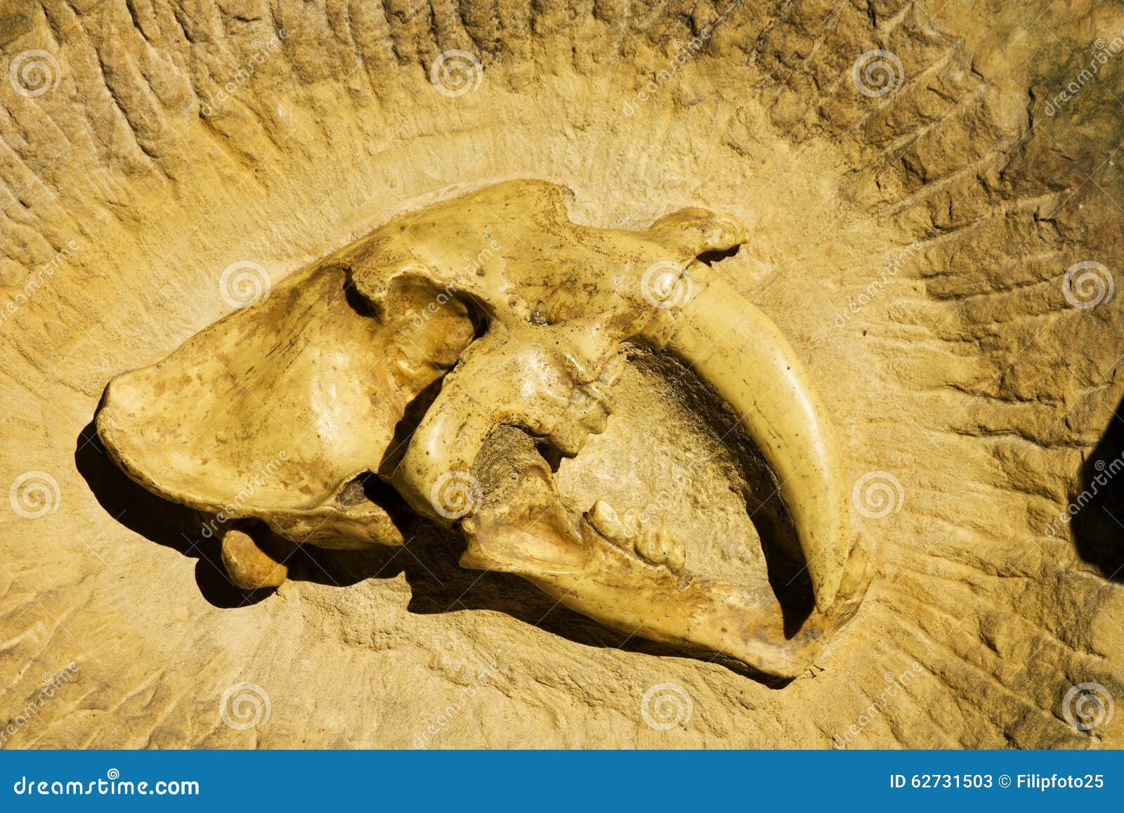 Fossils predators stock image. Image of extinct, paleontology - 62731503