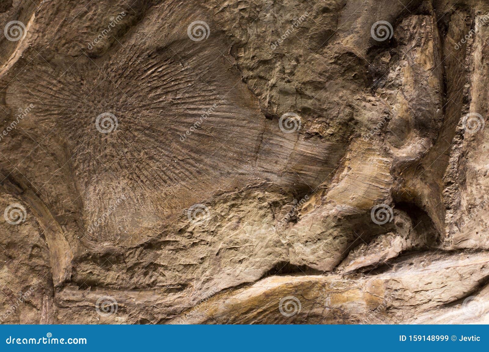 Fossils in rock stock image. Image of extinct, archeology - 159148999