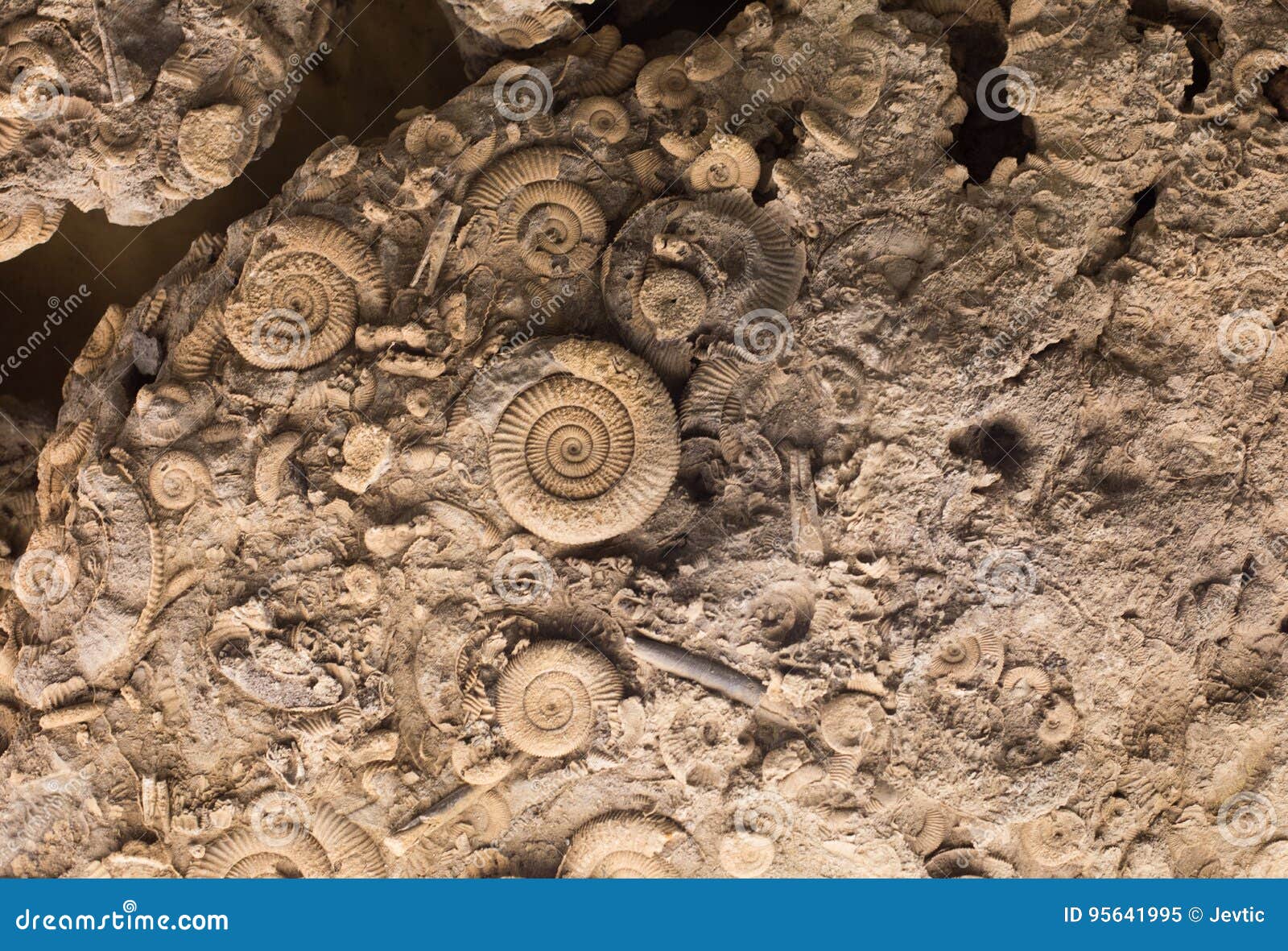 Fossils in rock stock image. Image of cambrian, europe - 95641995