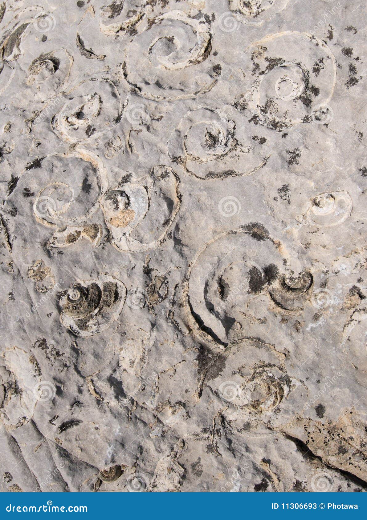 Fossils of Seashells stock image. Image of outside, fossilized - 11306693
