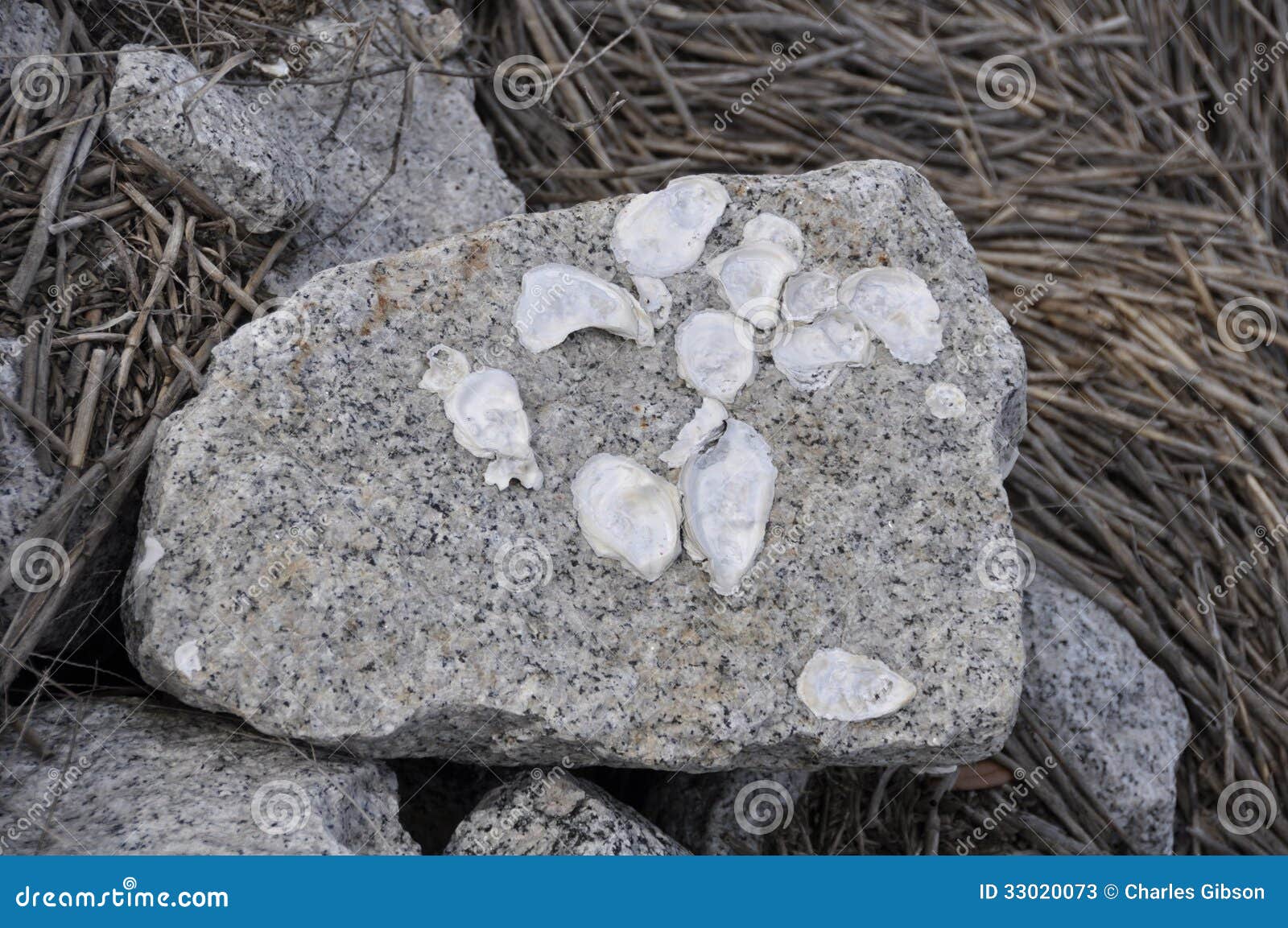 Fossils stock image. Image of geology, palaeontology - 33020073