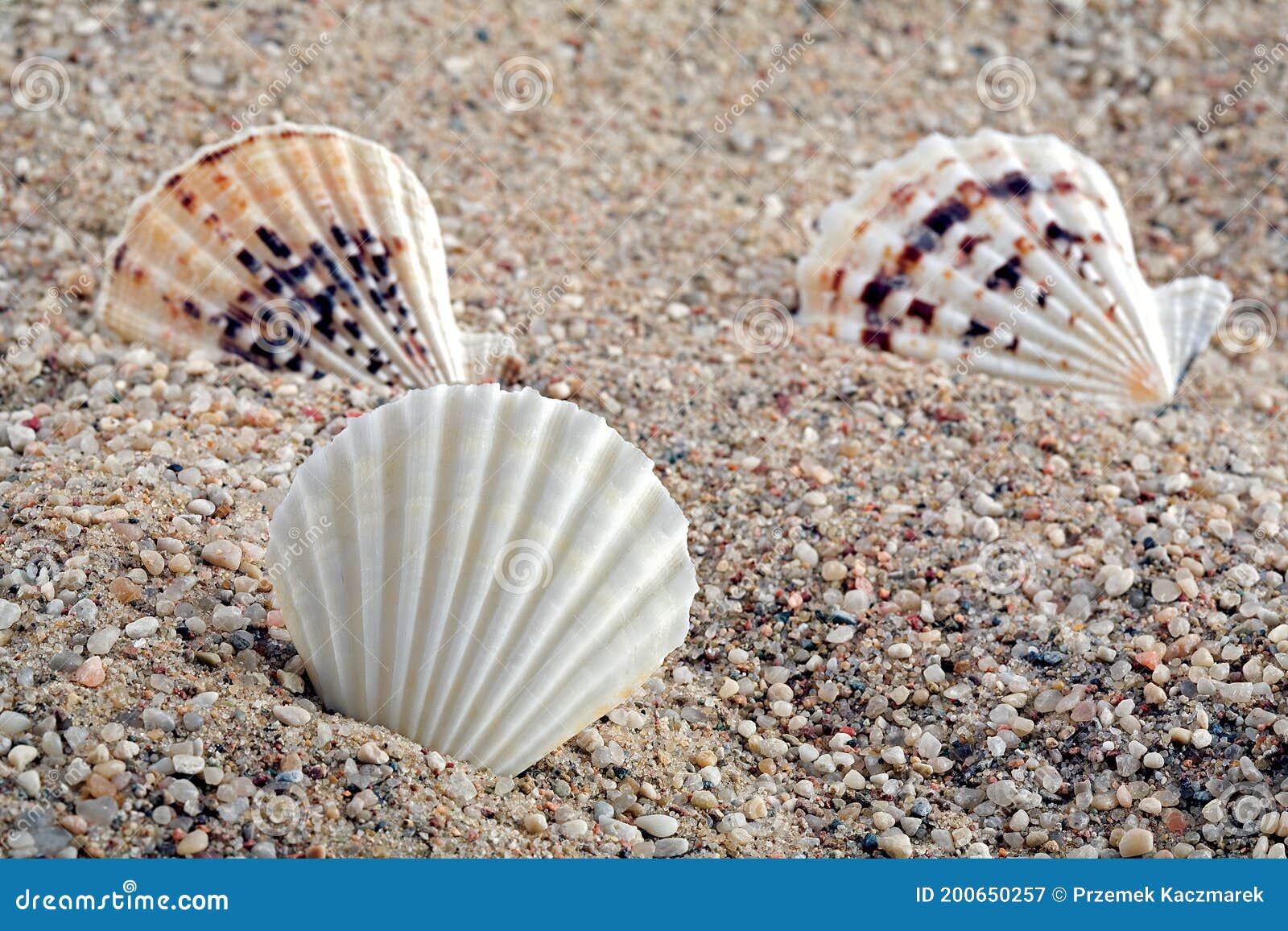 Fossils and Shells on Sand. Stock Image - Image of seacreature, pebble ...