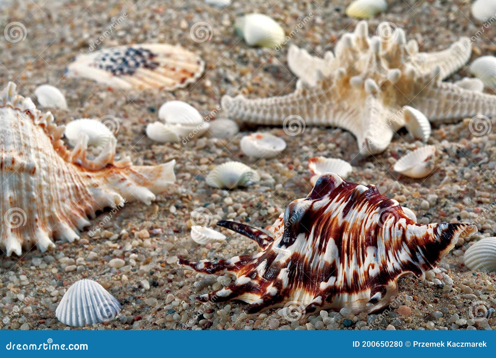 Fossils and Shells on Sand. Stock Photo - Image of gravel, decor: 200650280