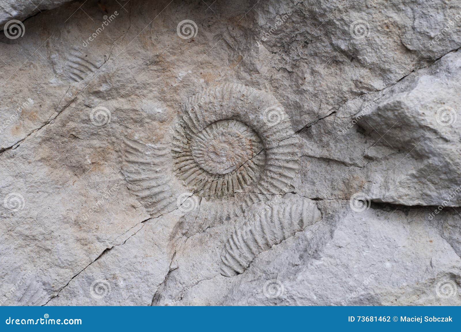 Fossils Shells in White Rock Stock Photo - Image of dead, track: 73681462
