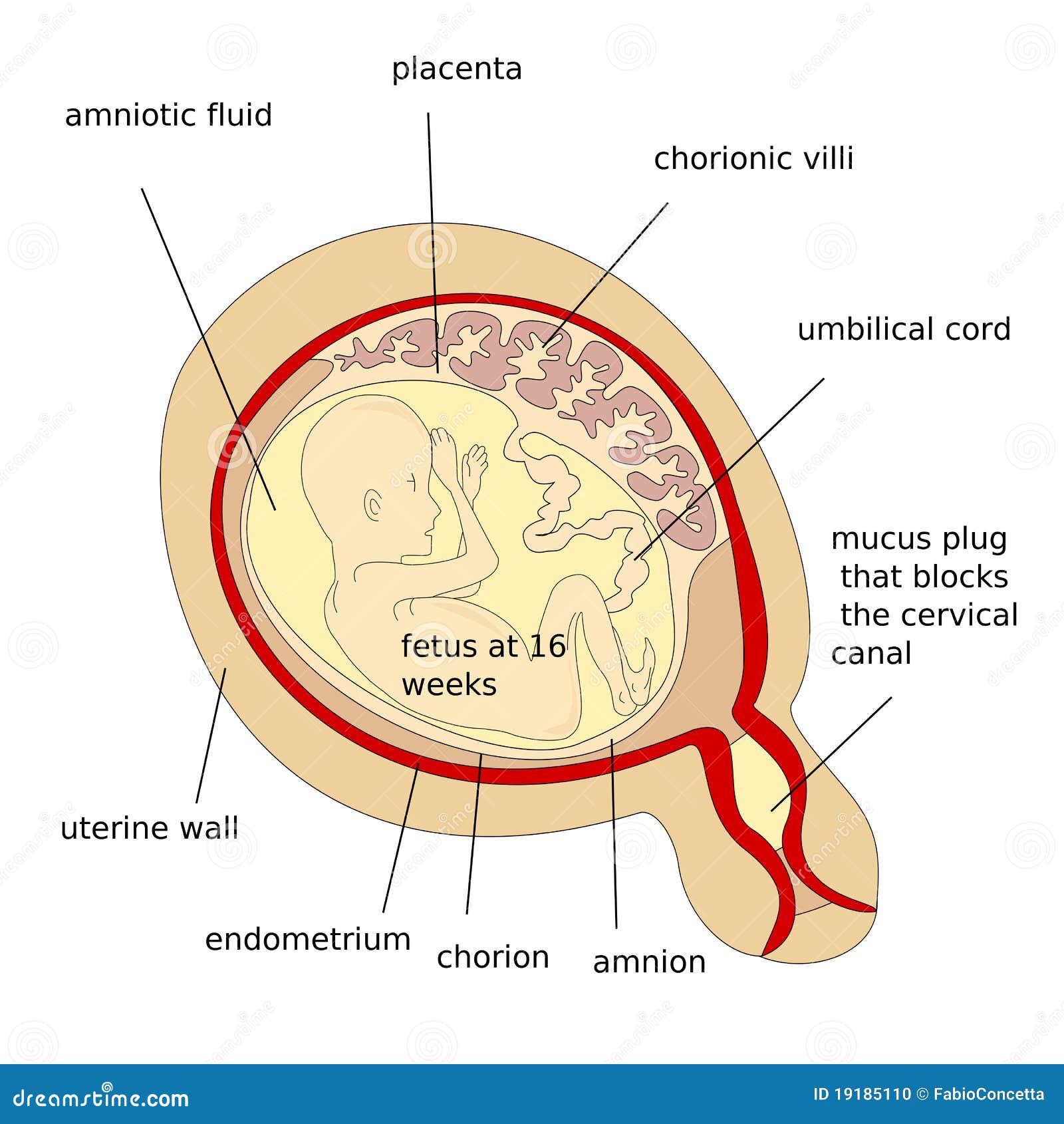 Placenta Stock Illustrationer, Vektorer, & Clipart – (1,507 Stock ...
