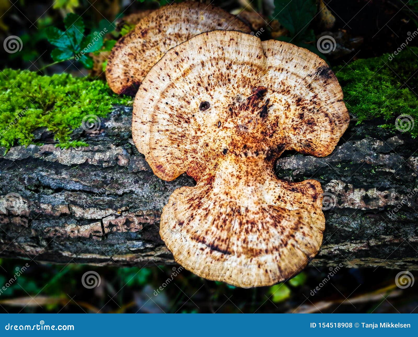 Polypore fungus on wood stock photo. Image of polypore - 154518908