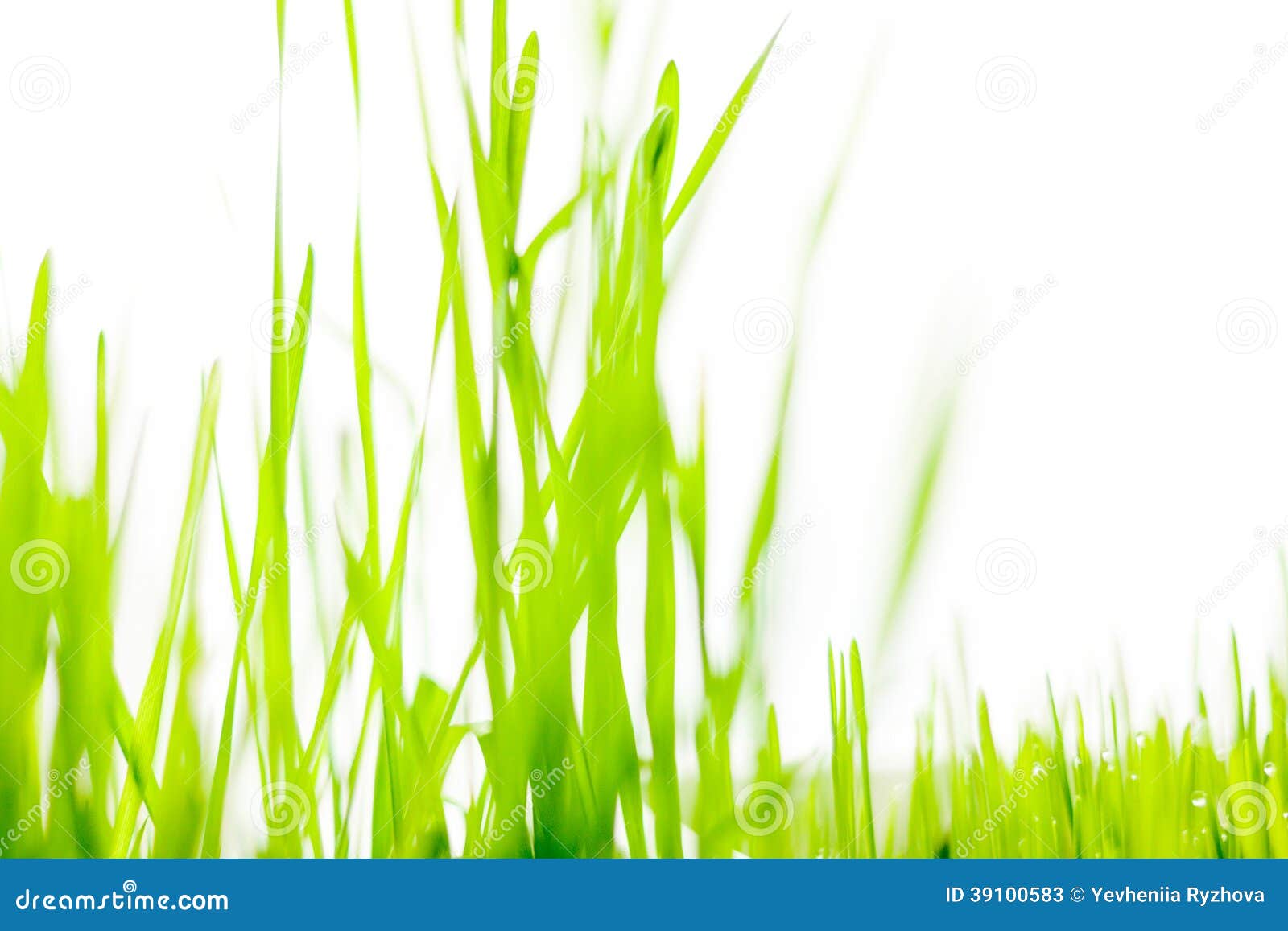 Foto Aislada De La Hierba Verde Fresca Imagen de archivo - Imagen de ...