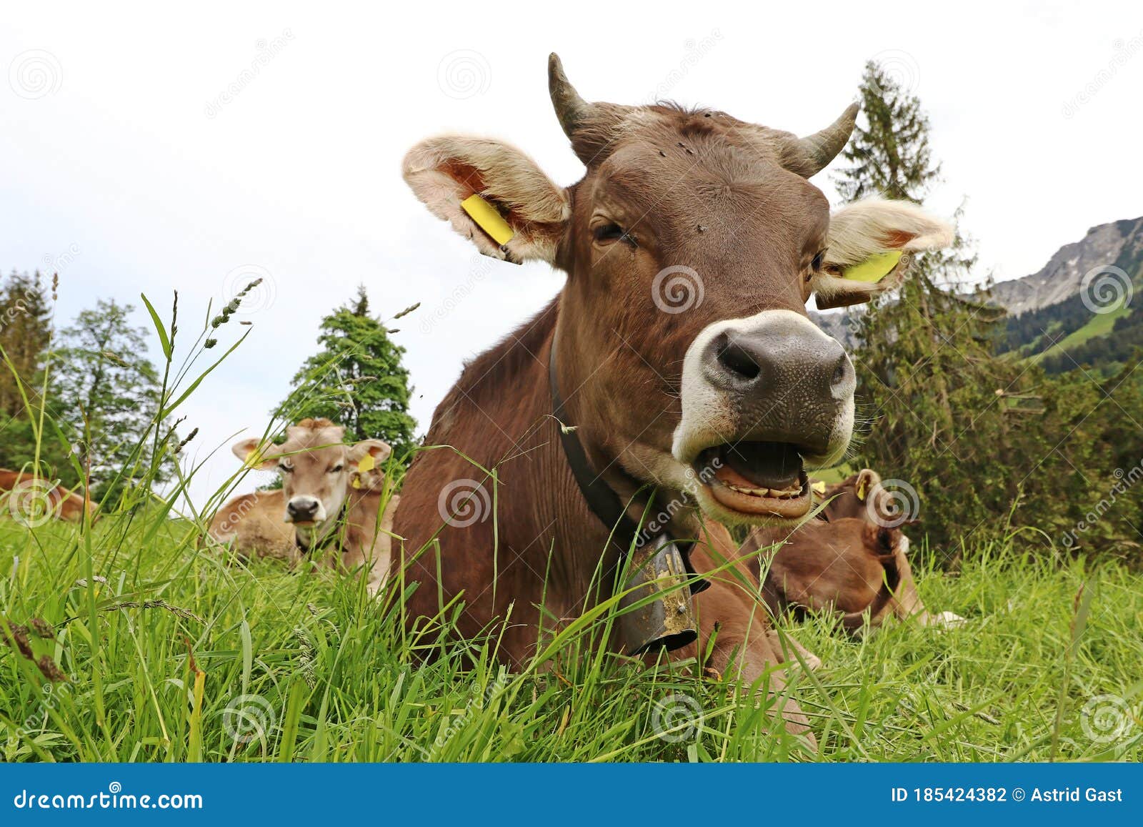 Foto Buffa Di Una Mucca Con Corna E Campanella a Bocca Aperta in ...