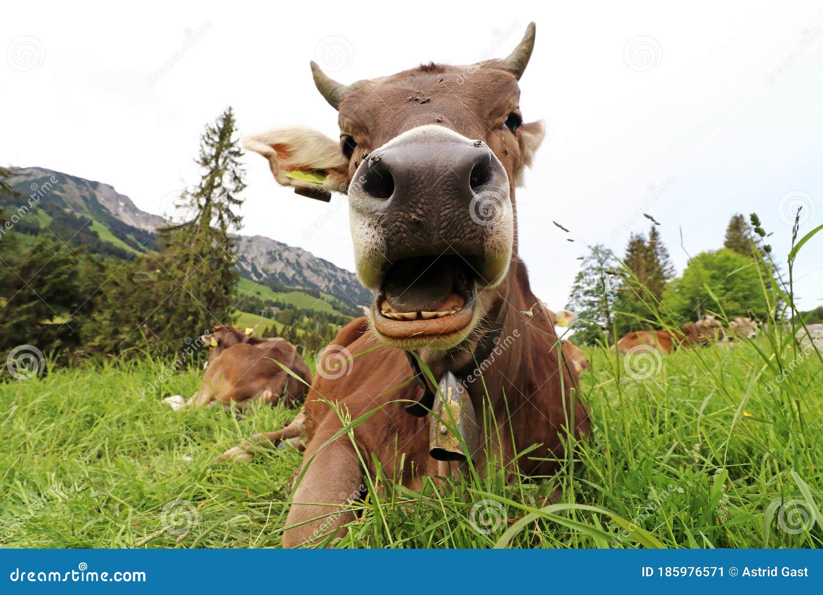 Foto Buffa Di Una Mucca Con Corna E Campanella a Bocca Aperta in ...