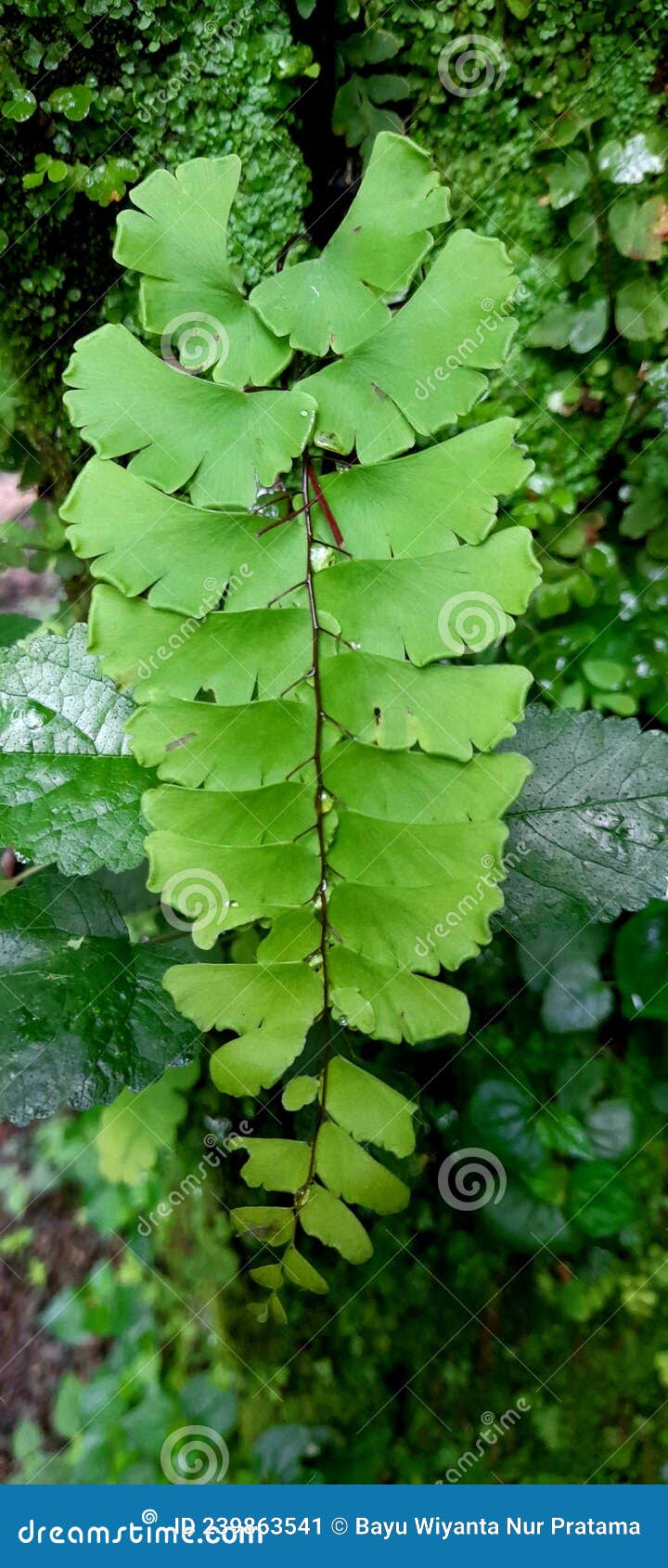 Foto-foto Da Planta De Erva Verde Com Fundo Natural Imagem de Stock ...
