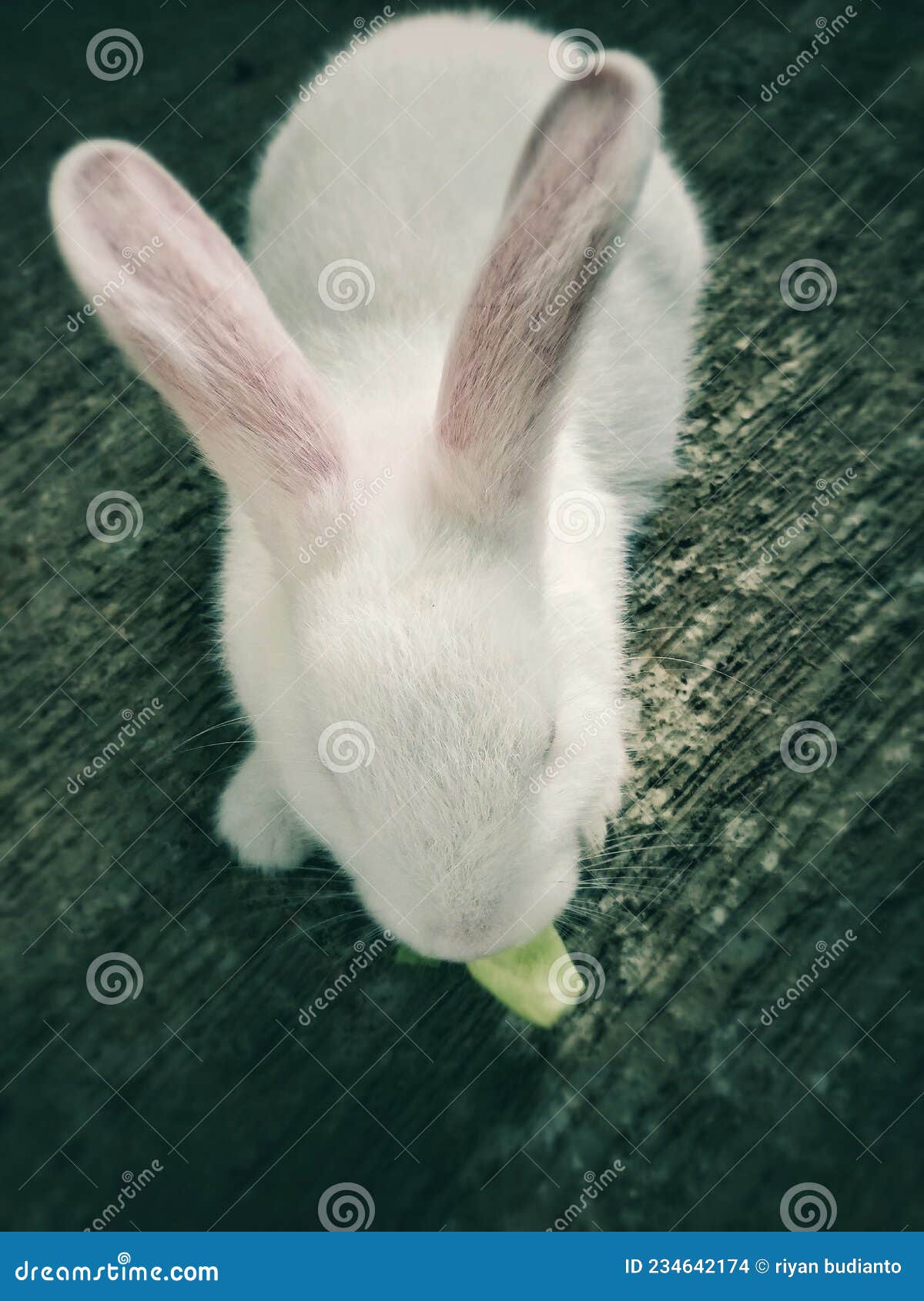 Foto De Cerca De Un Conejo Blanco Comiendo Pasto Foto de archivo ...