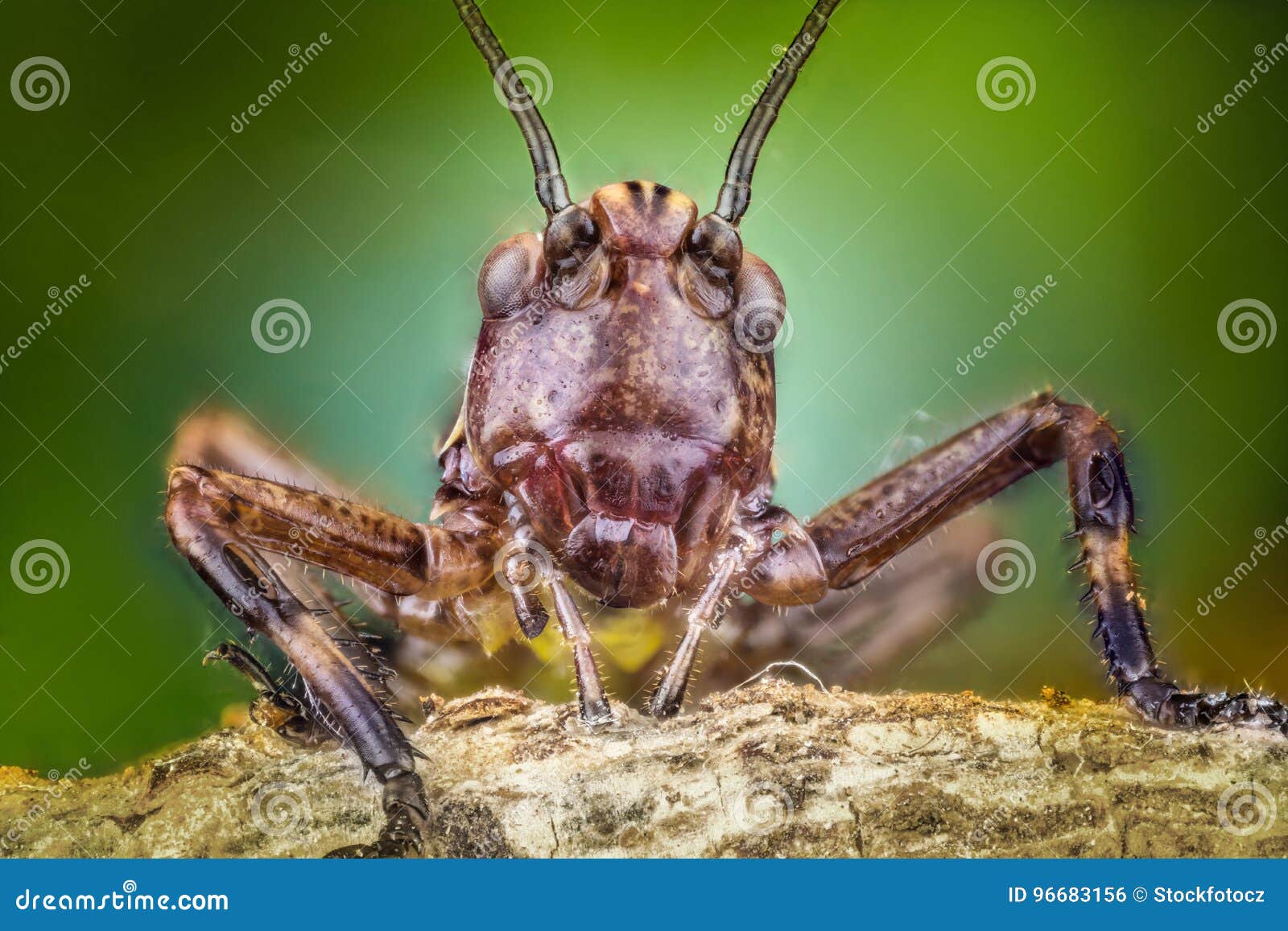 Foto De La Macro De Ensifera Foto de archivo - Imagen de cierre, fondo ...