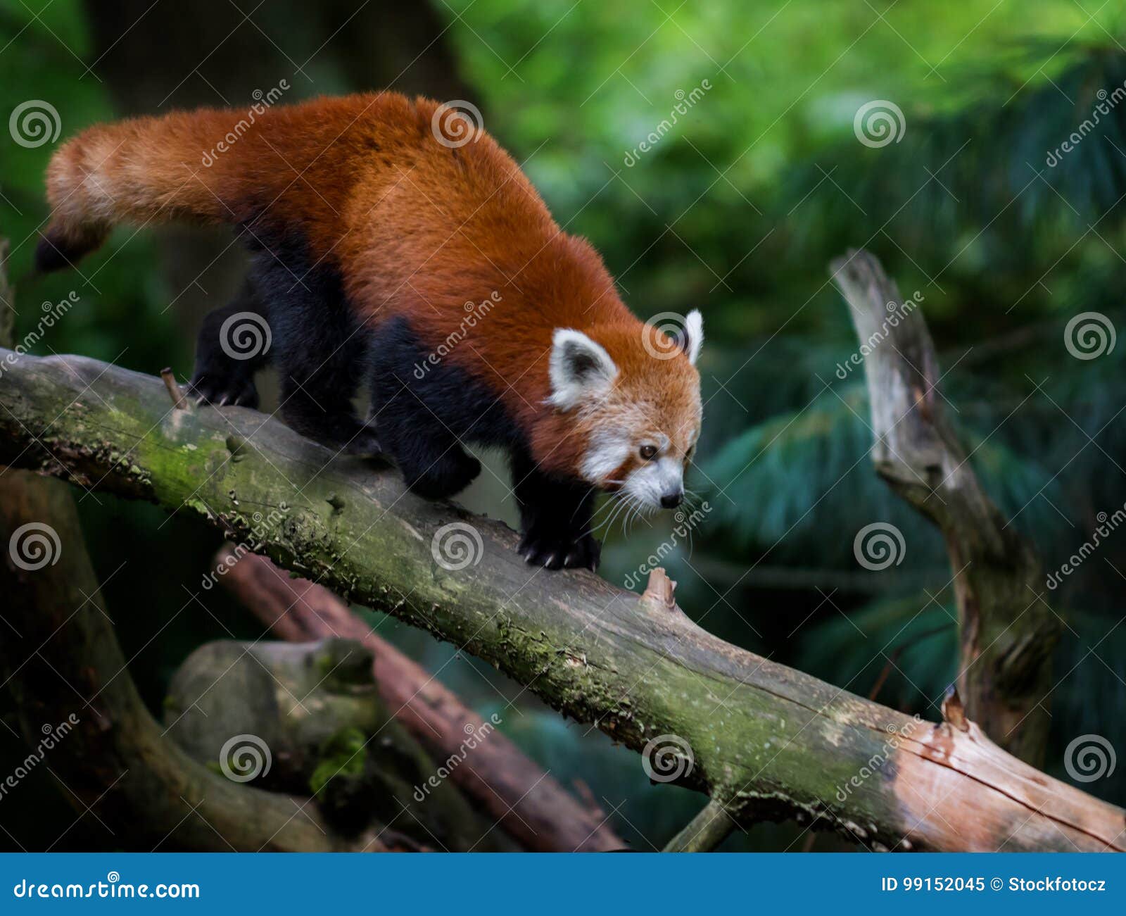Foto de la panda roja imagen de archivo. Imagen de rojo - 99152045