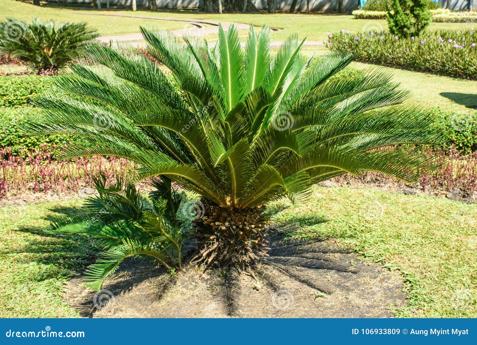 Foto De La Pequeña Palma De Sagú Imagen de archivo - Imagen de escénico ...
