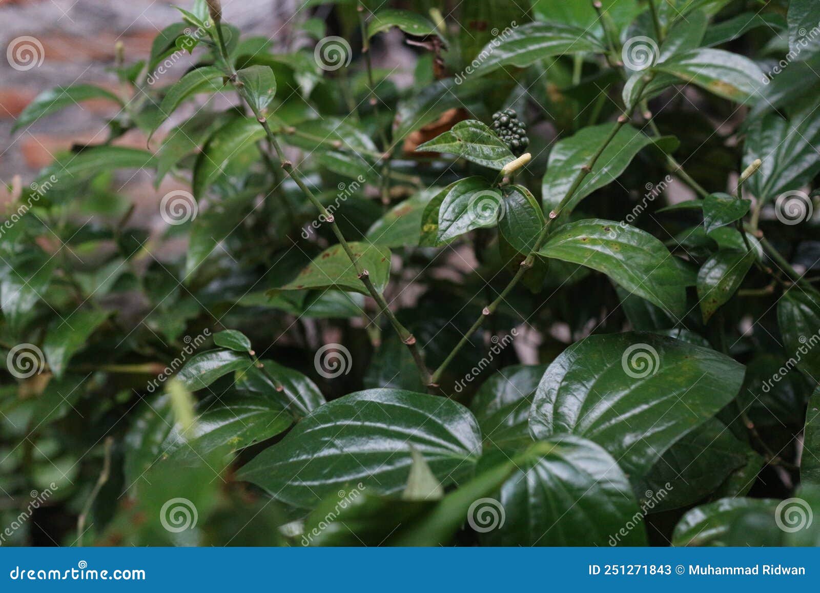 Foto De La Planta De Java Chili P. Retrofractura Imagen de archivo ...