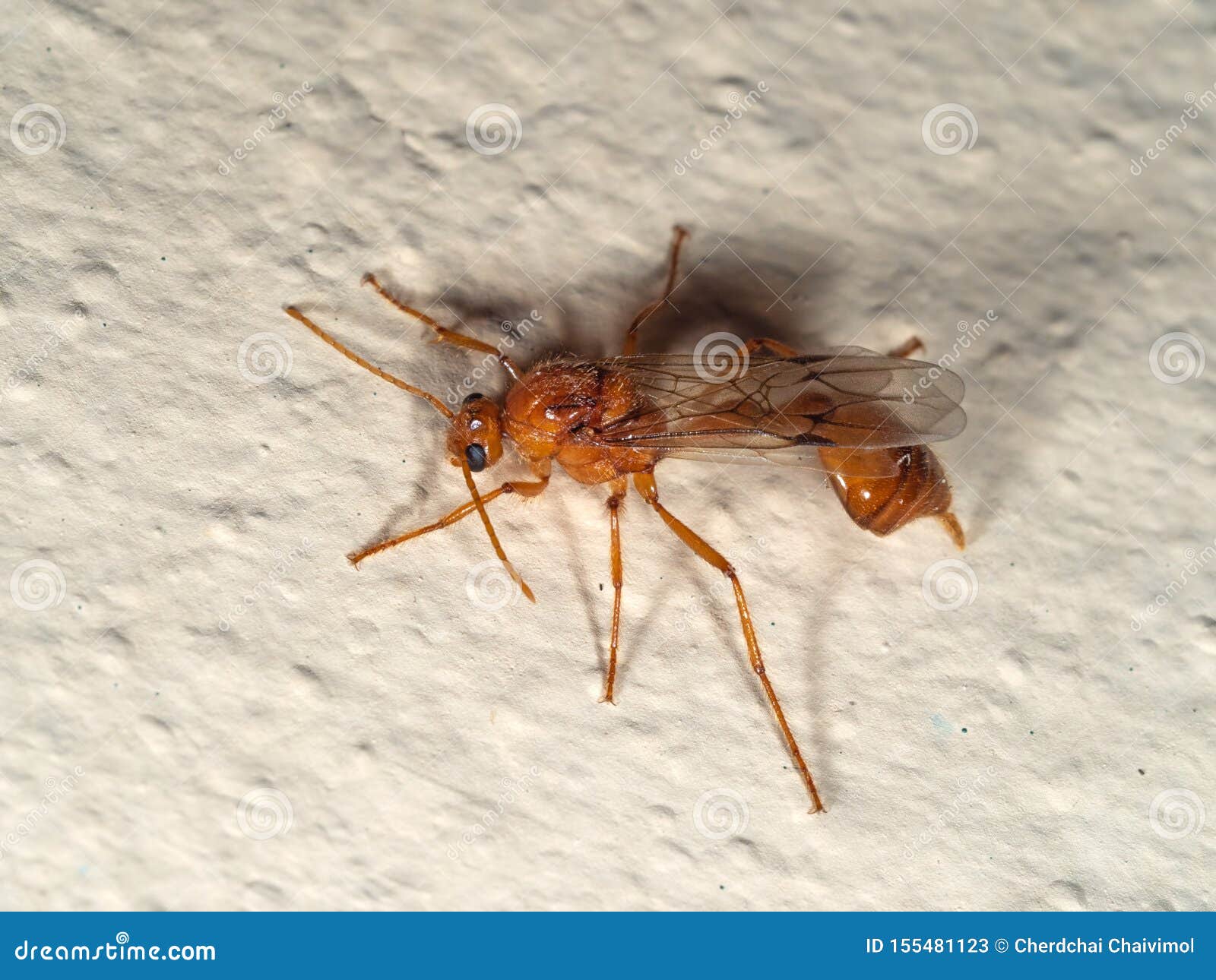 Foto De Macro De Formiga Voadora Laranja Na Parede Imagem de Stock ...
